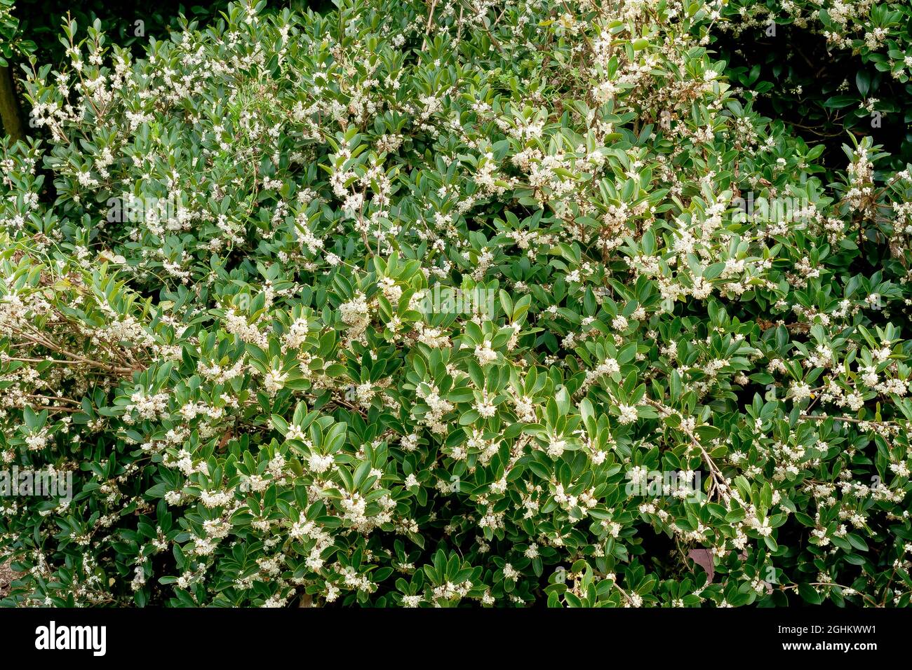 Osmanthus heterophyllus 'Purpureus' Stock Photo - Alamy
