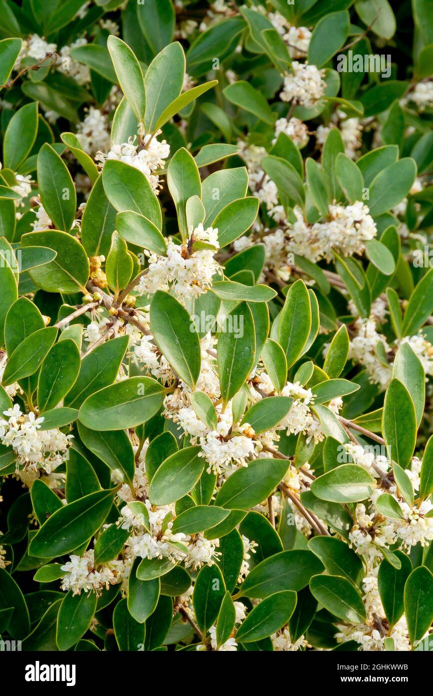 Osmanthus heterophyllus 'Purpureus' Stock Photo - Alamy