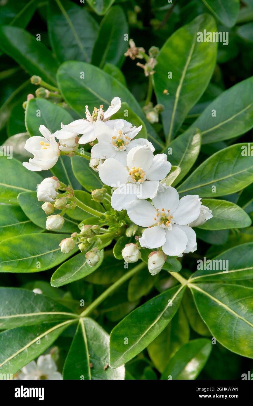 Nana rose hi-res stock photography and images - Alamy