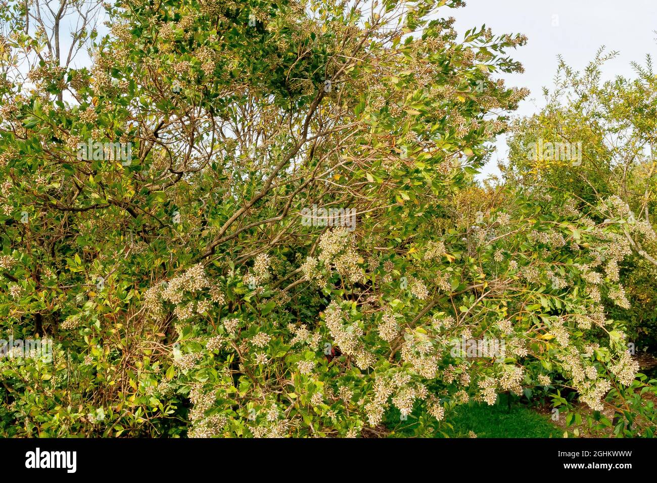 Eastern Baccharis Baccharis Halimifolia High Resolution Stock ...