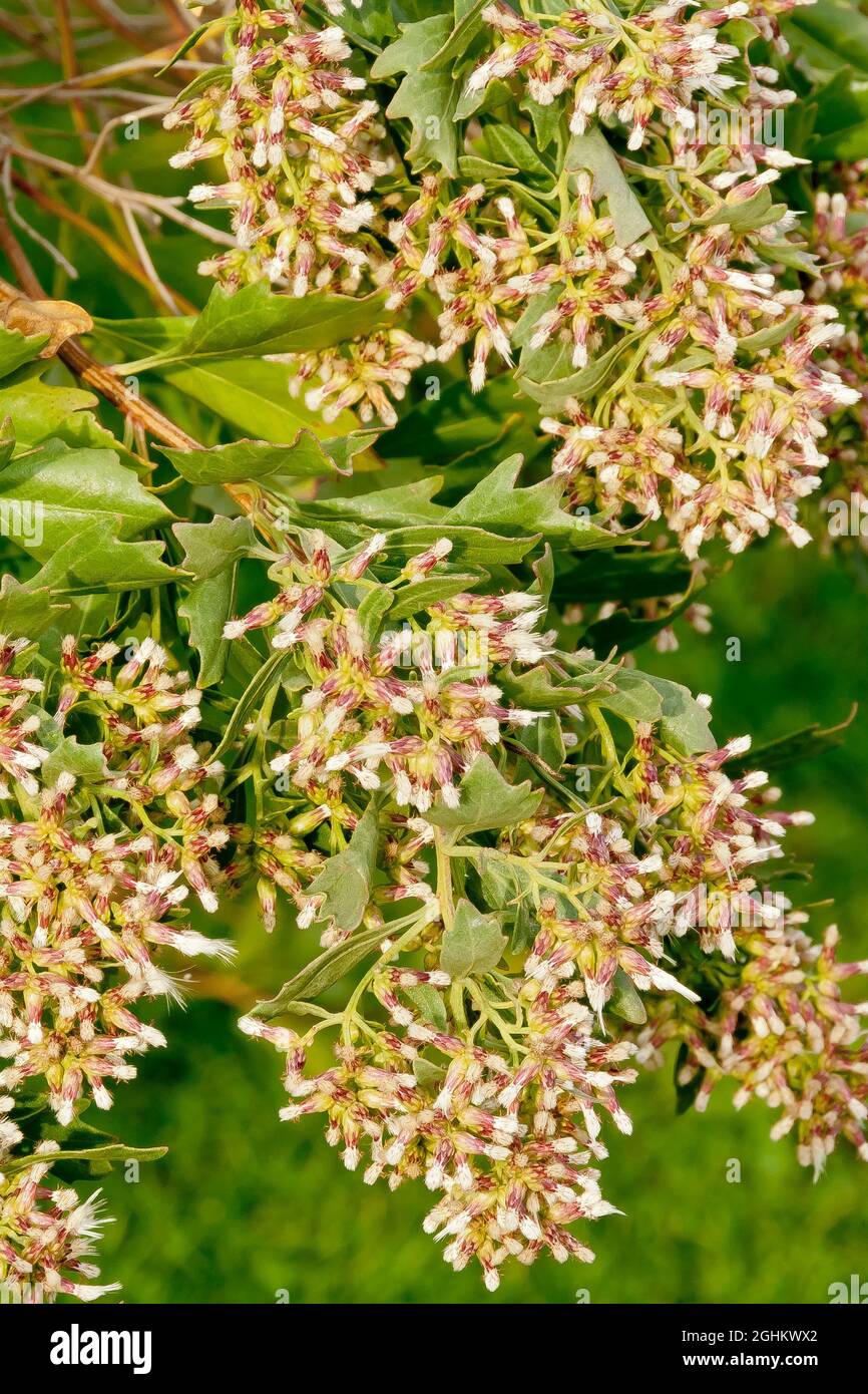 Eastern Baccharis Baccharis Halimifolia High Resolution Stock ...