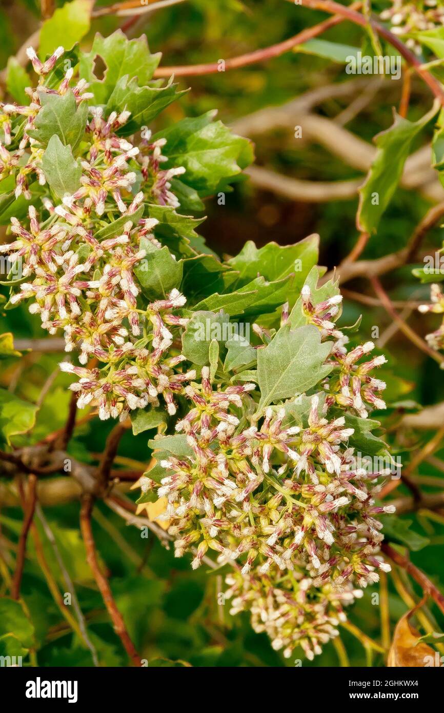 Eastern Baccharis Baccharis Halimifolia High Resolution Stock ...