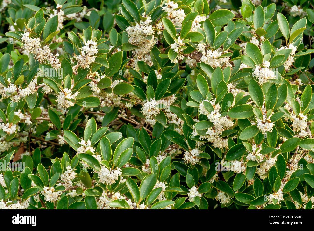 Osmanthus heterophyllus 'Purpureus' Stock Photo - Alamy