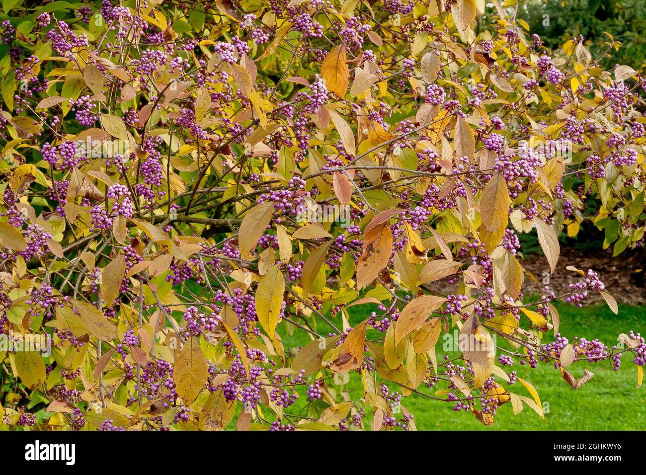 Callicarpa dichotoma 'Issai' Stock Photo - Alamy