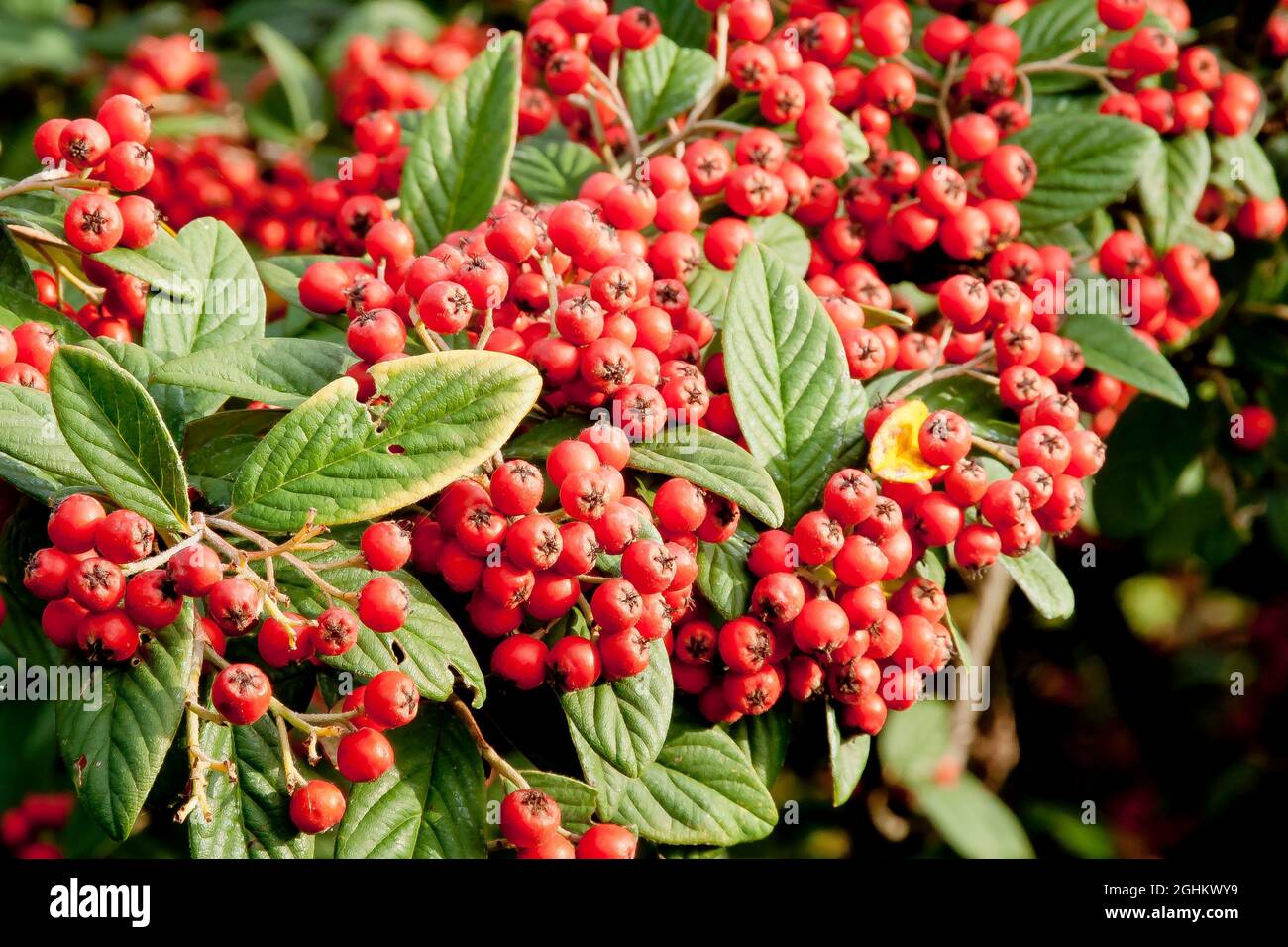 Cotoneaster sp hi-res stock photography and images - Alamy