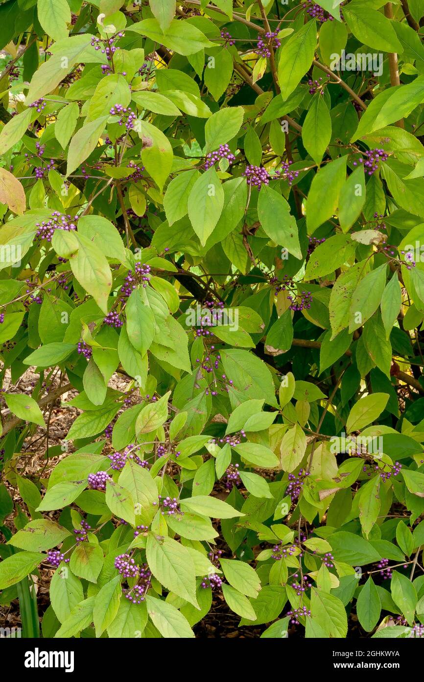 Callicarpa dichotoma 'Issai' Stock Photo - Alamy