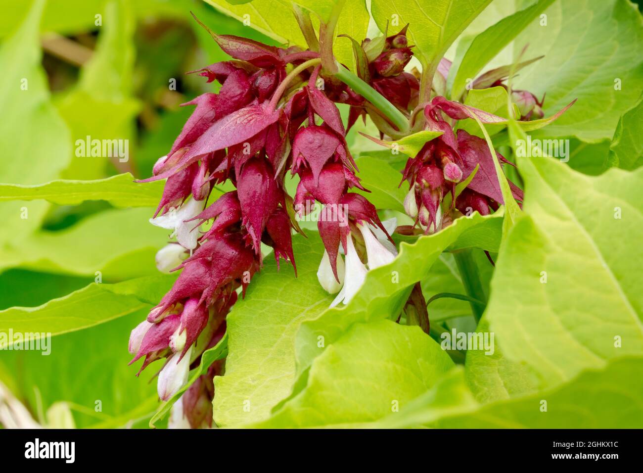 Leycesteria formosa 'Jealousy' Stock Photo - Alamy