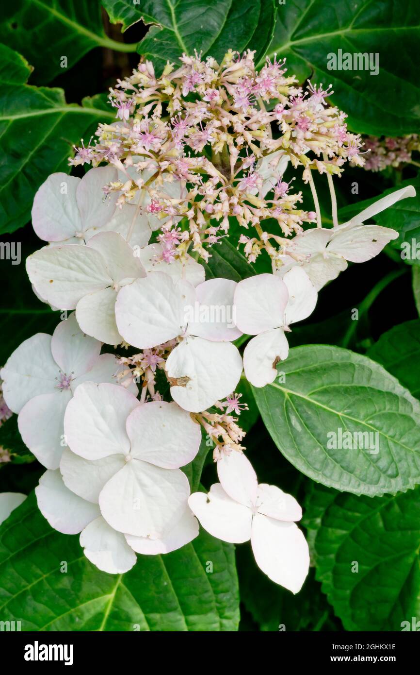 Hydrangea 'White Wave' in bloom in a garden Stock Photo - Alamy