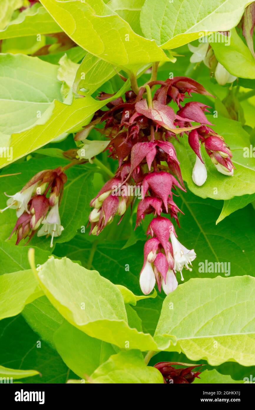 Leycesteria formosa 'Jealousy' Stock Photo - Alamy