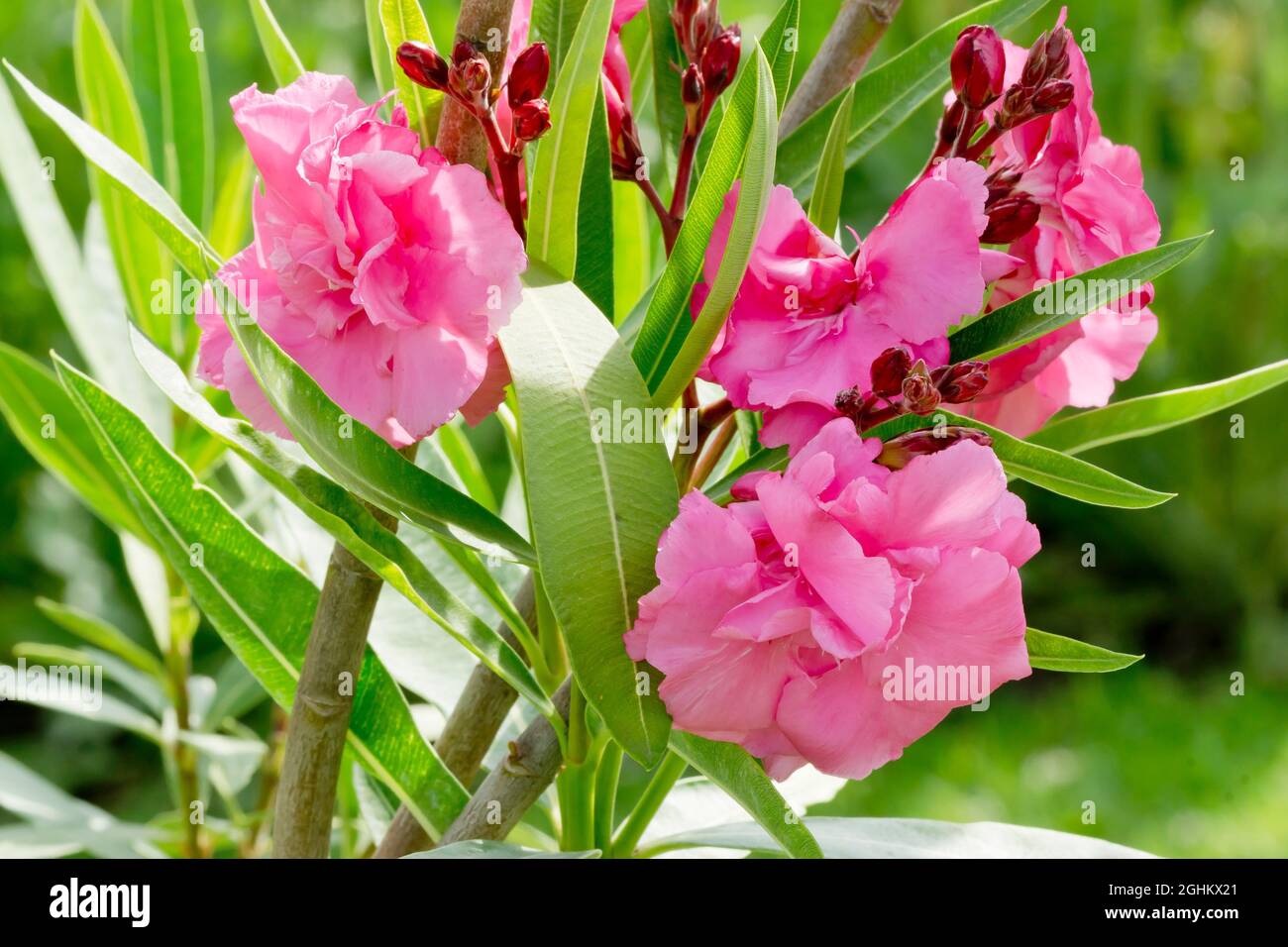 Nerium oleander 'Rose Simple' Stock Photo - Alamy