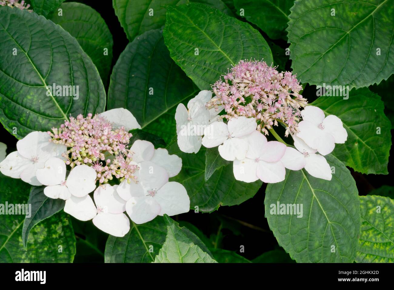Hydrangea 'White Wave' in bloom in a garden Stock Photo - Alamy