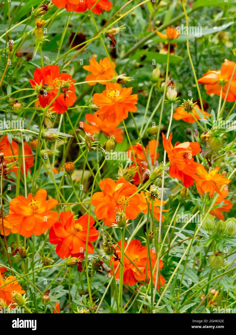 Cosmos sulphureus 'Diablo' Stock Photo - Alamy