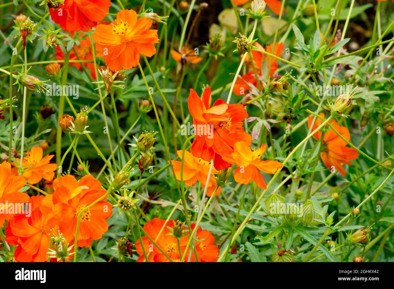 Cosmos sulphureus 'Diablo' Stock Photo - Alamy