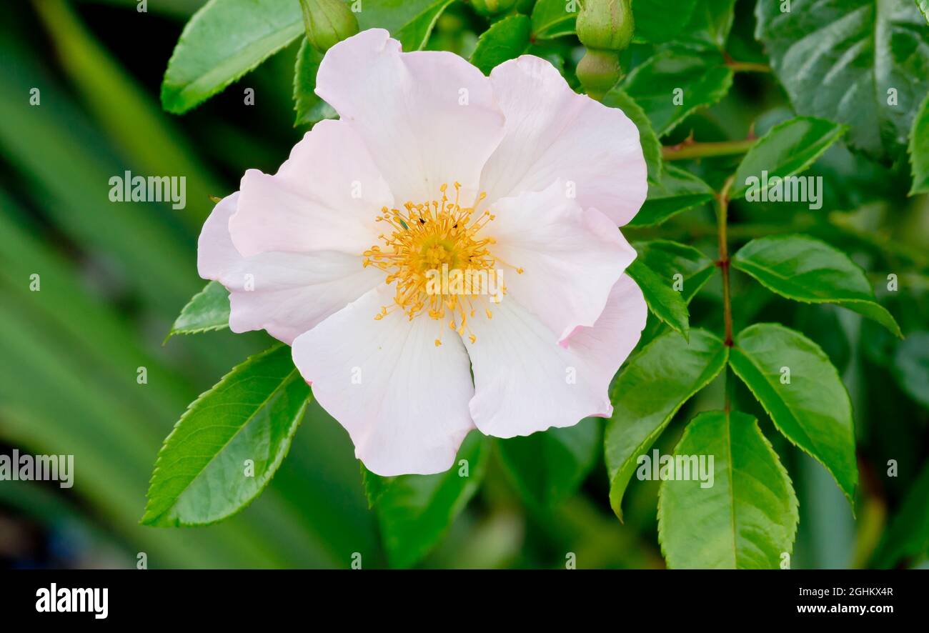 Rosa pierre rose hi-res stock photography and images - Alamy