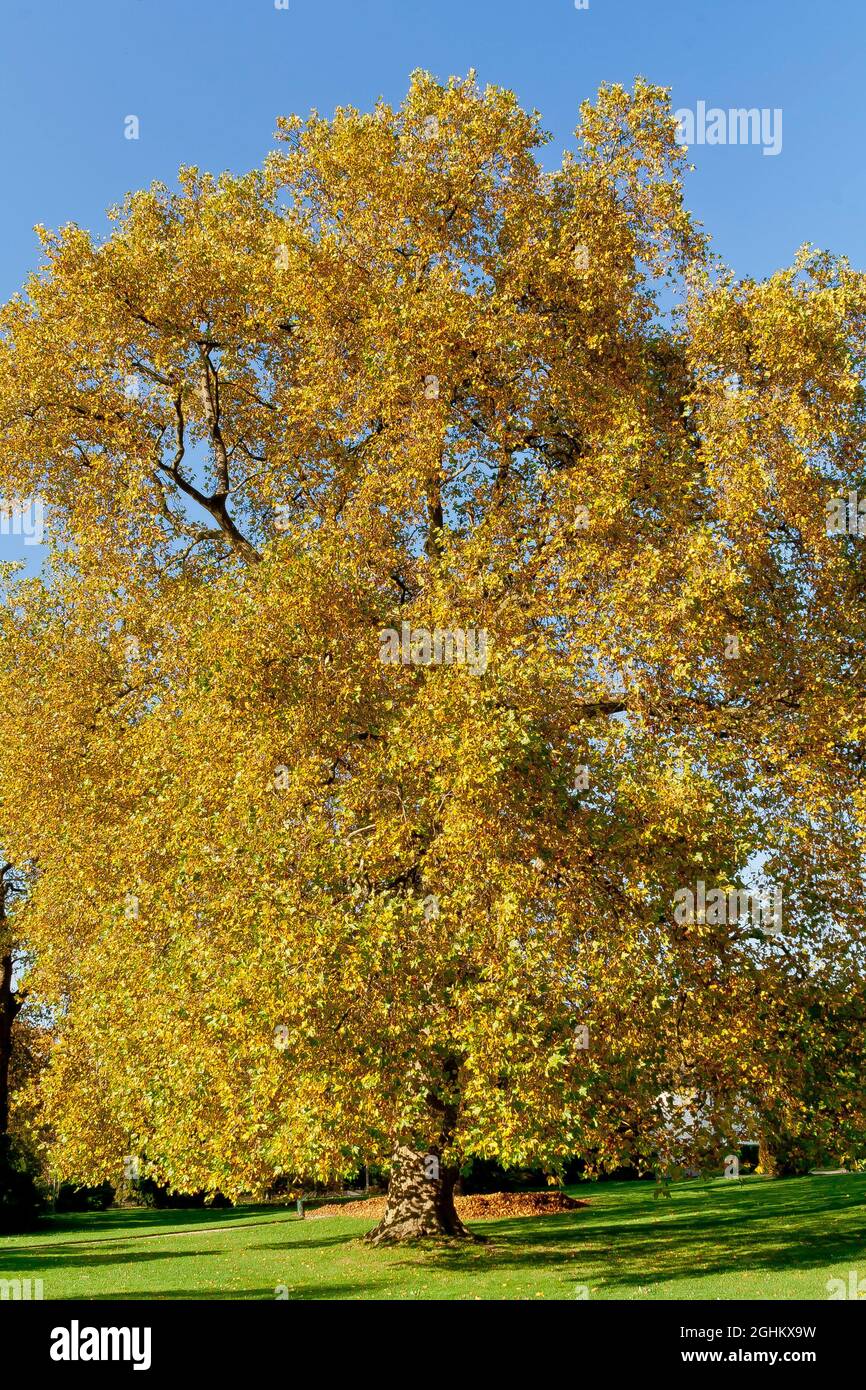 Planetrees platanus sp hi-res stock photography and images - Alamy