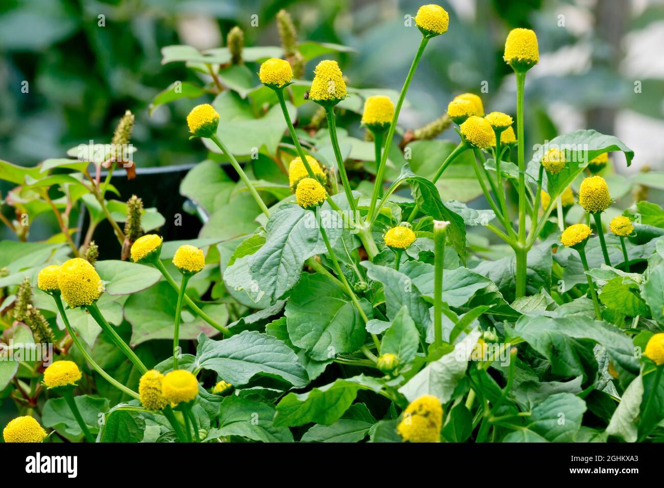 Acmella spilanthes hi-res stock photography and images - Alamy
