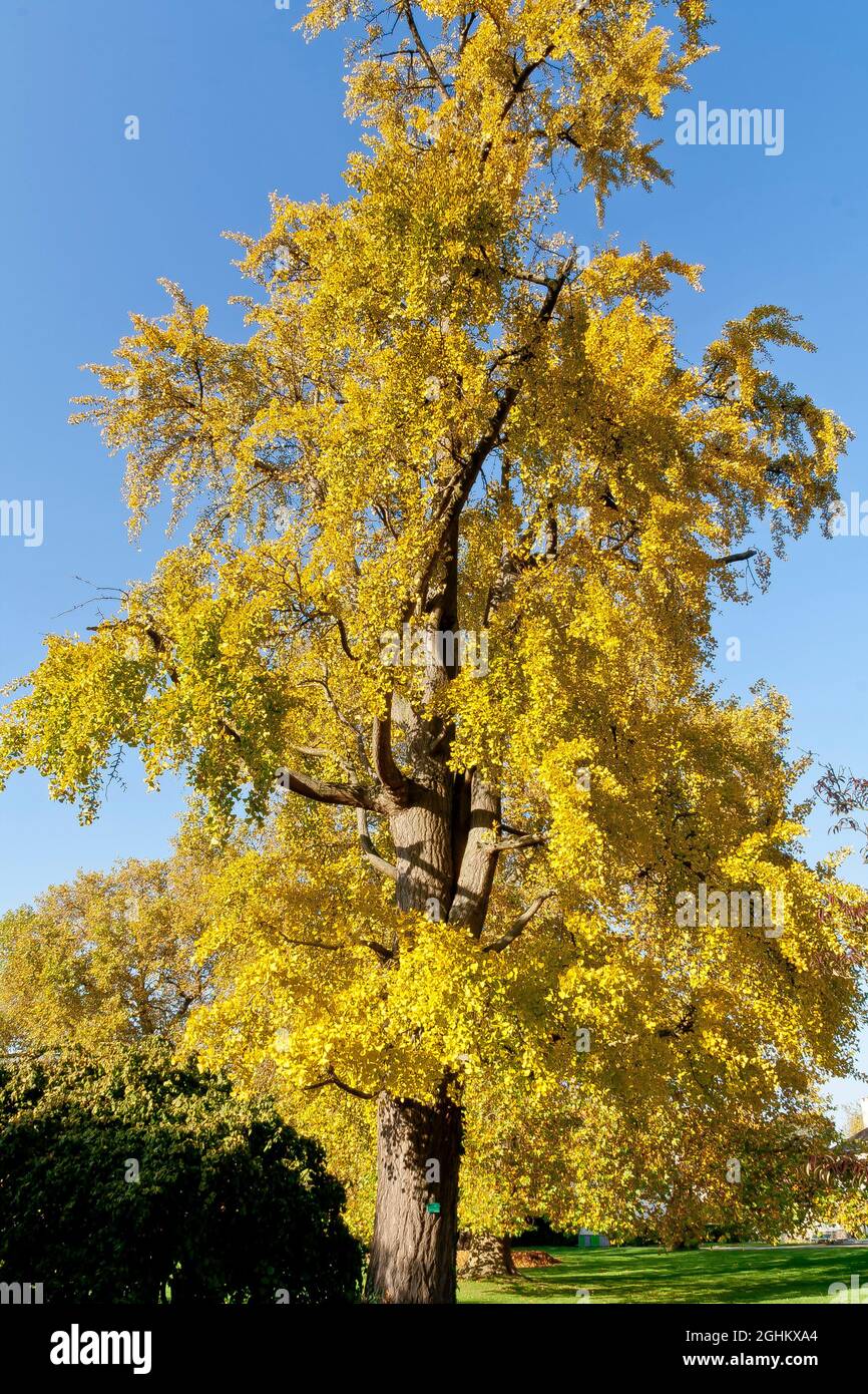 Family ginkgoaceae hi-res stock photography and images - Alamy
