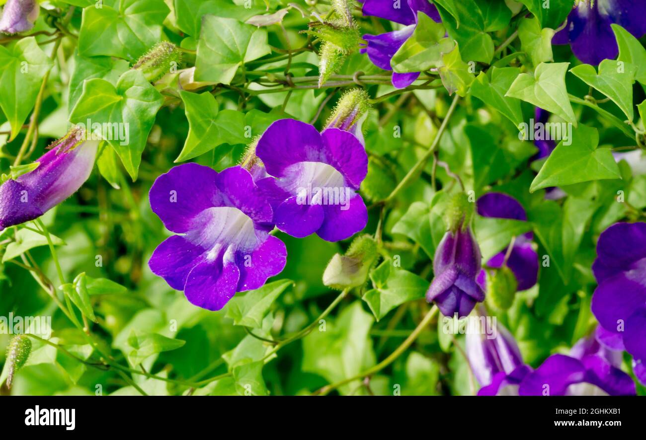 Maurandya barclayana 'Angel Rose Tendre' Stock Photo - Alamy
