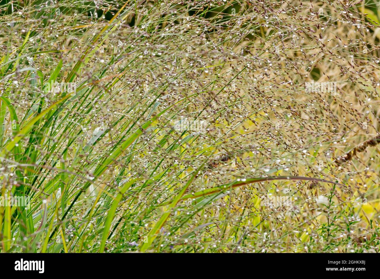 Stipa growing hi-res stock photography and images - Alamy