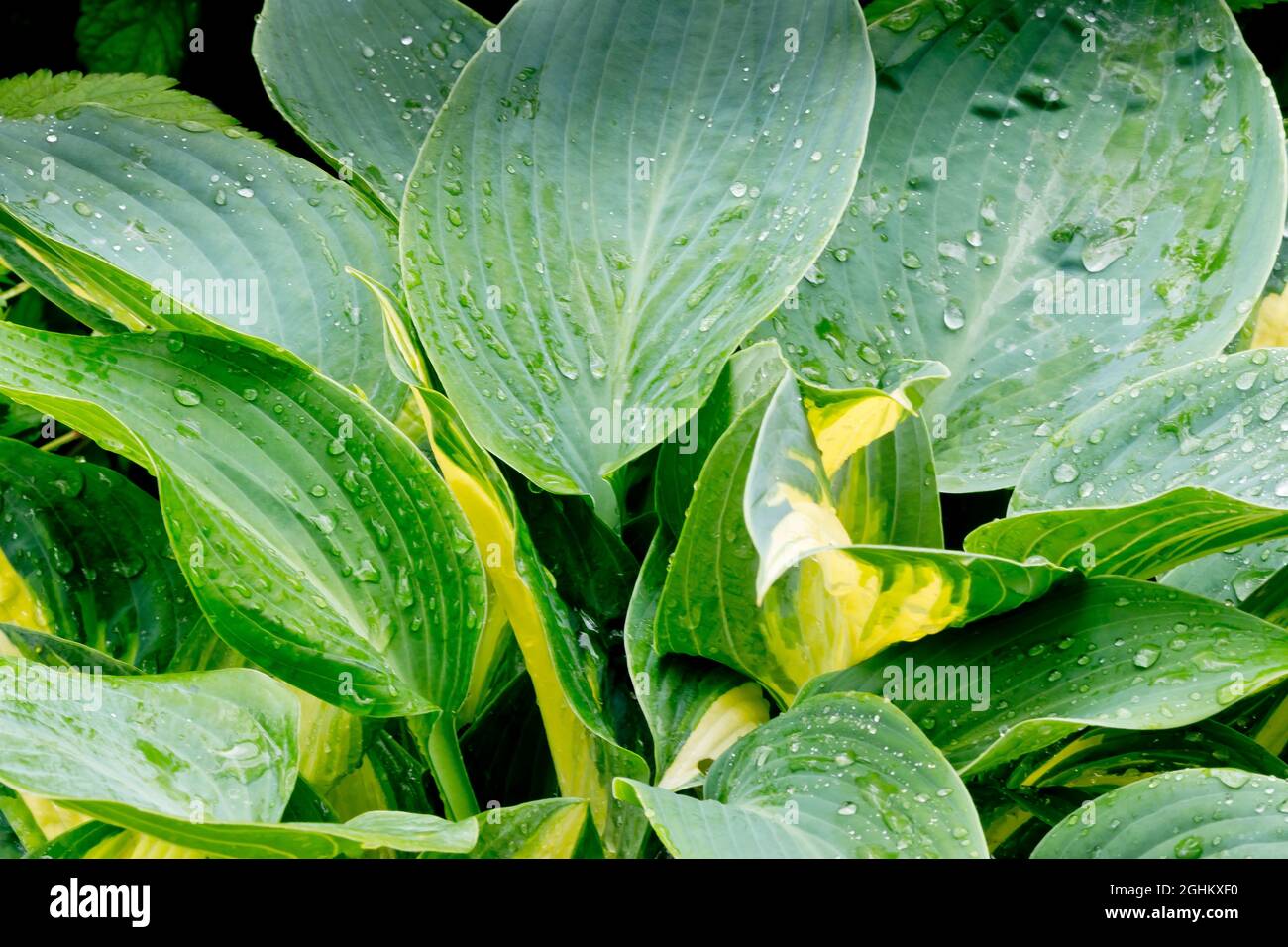 Hosta montana 'Aeromarginata' Stock Photo - Alamy