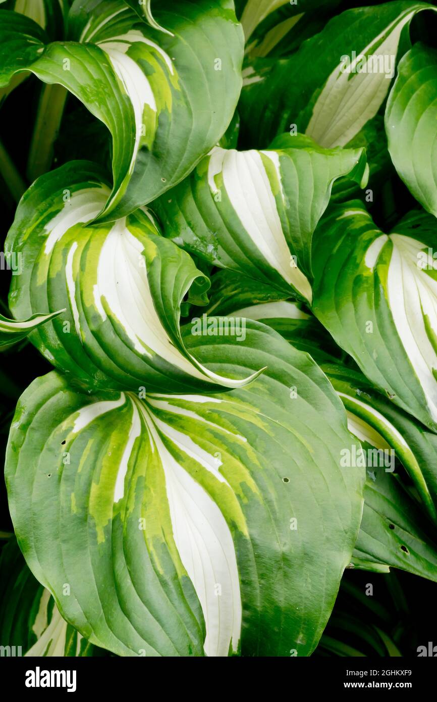 Hosta undulata 'Mediovariegata' Stock Photo - Alamy