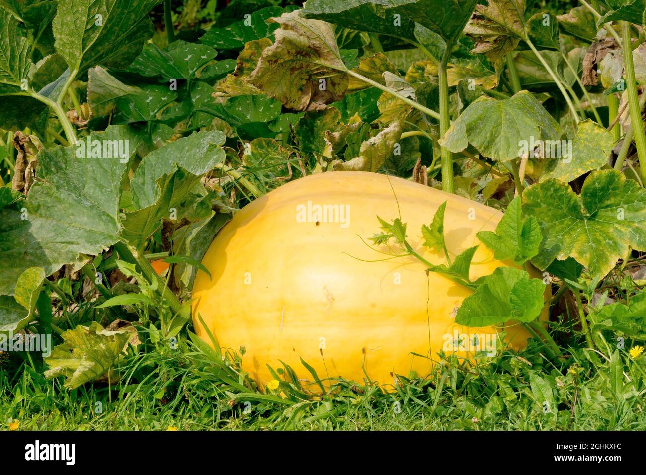 Cucurbita maxima 'Show King' Stock Photo - Alamy
