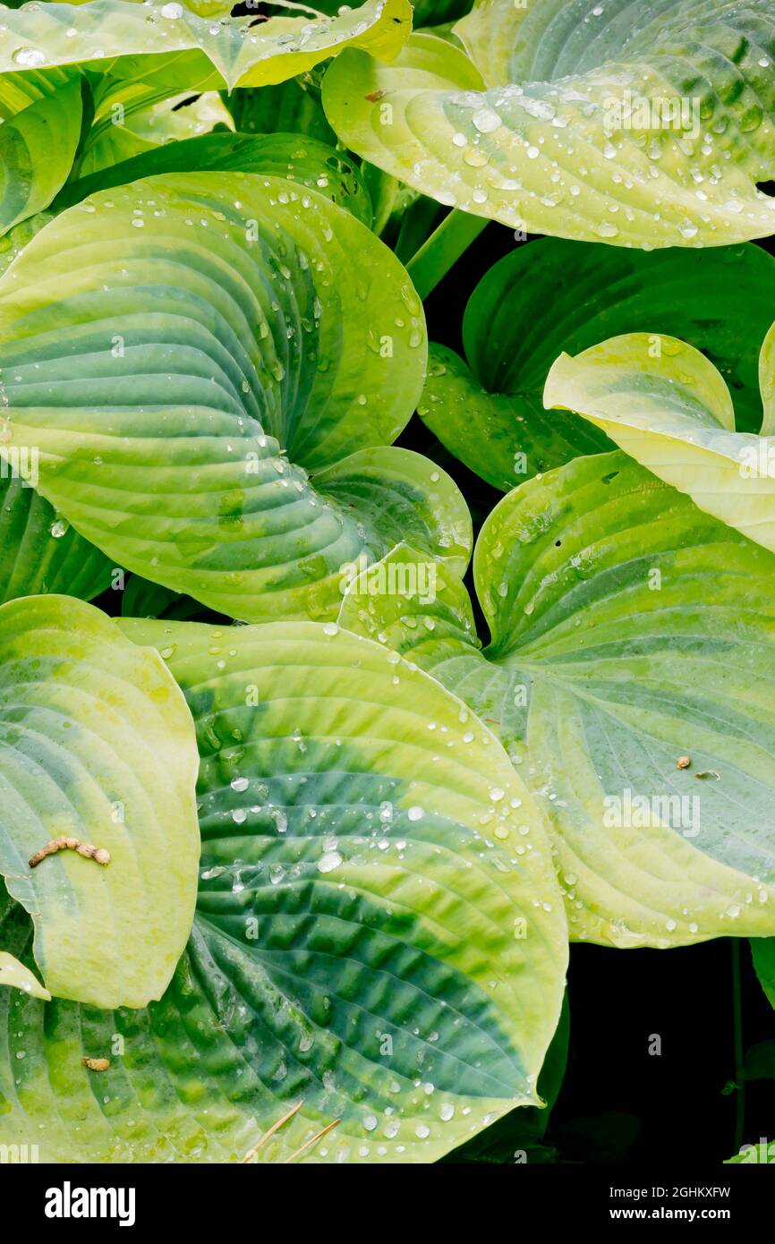 Hosta tardiana 'Bright Glow' Stock Photo - Alamy