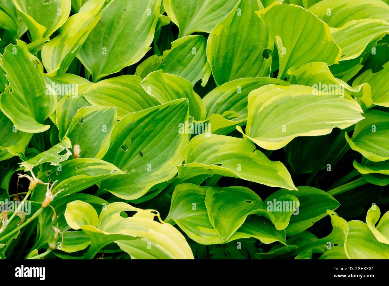 Hosta tardiana 'Golden Tiara' Stock Photo - Alamy