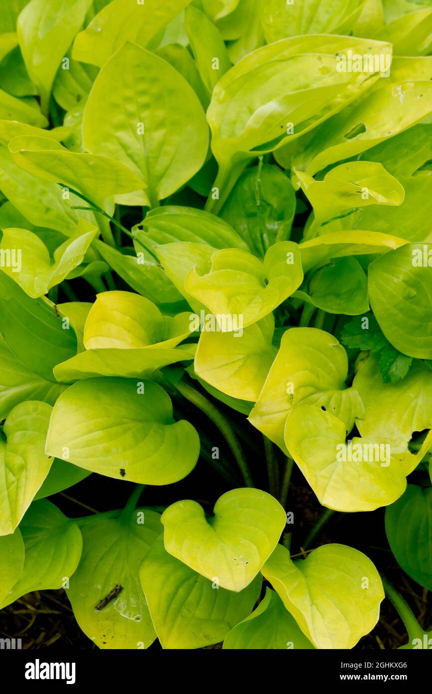 Hosta 'Wogon Giboshii' Stock Photo - Alamy