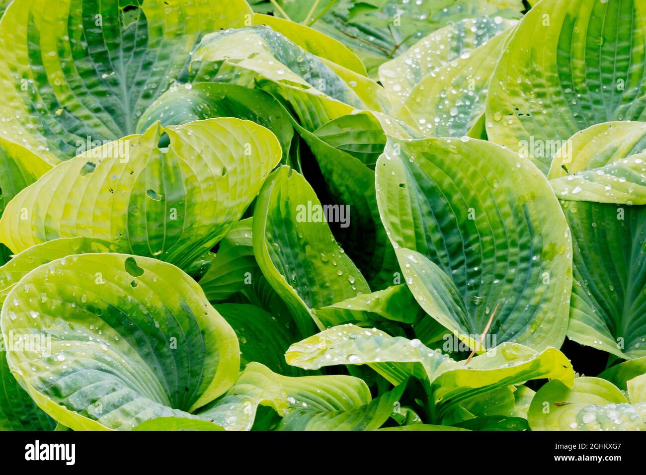 Hosta tardiana 'Bright Glow' Stock Photo - Alamy