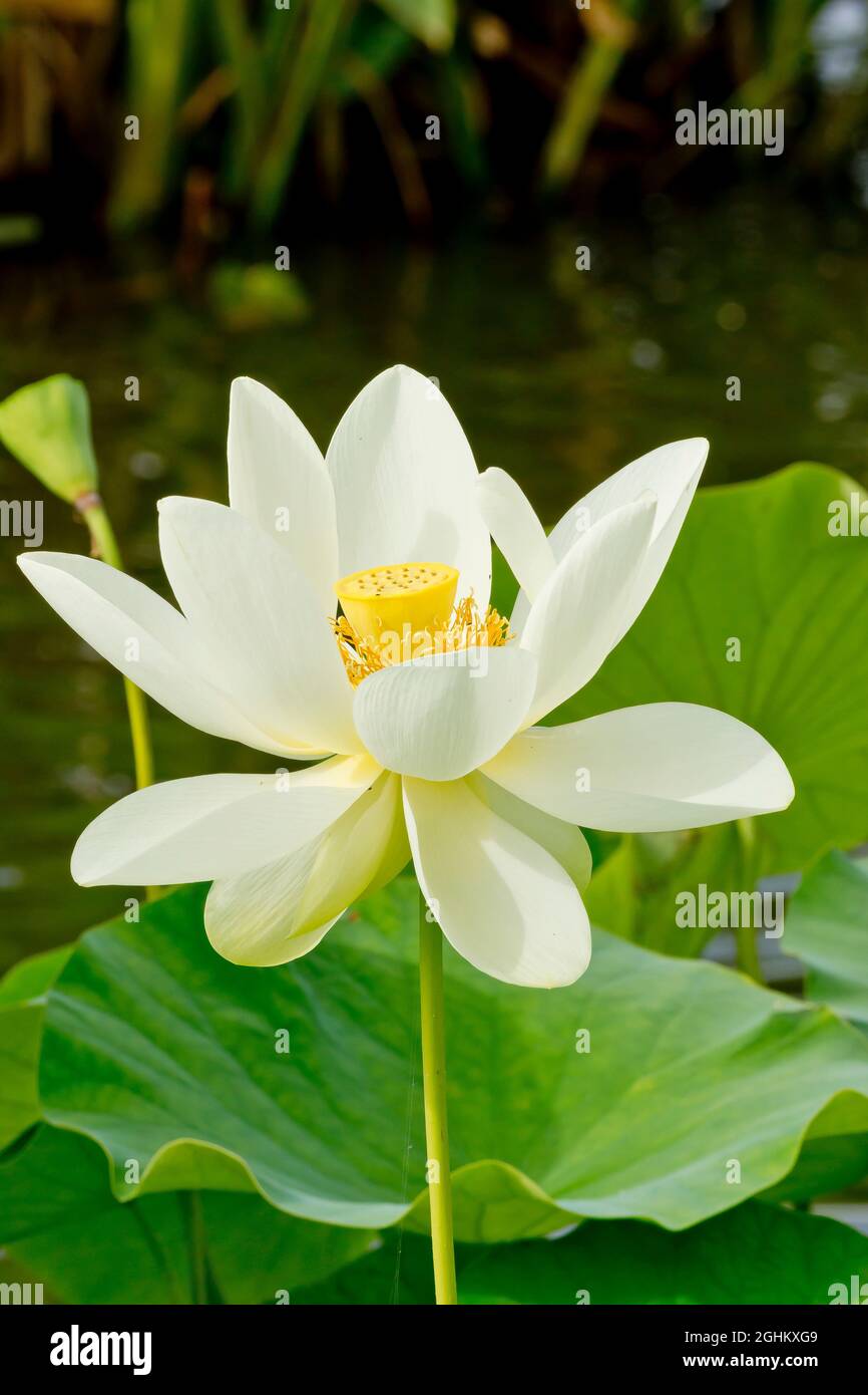 Nelumbo sp hi-res stock photography and images - Alamy