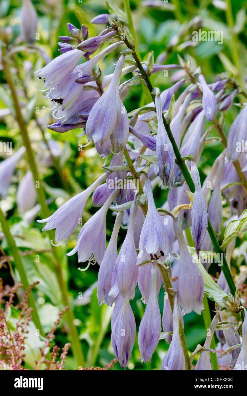 Hosta undulata var univittata Stock Photo - Alamy