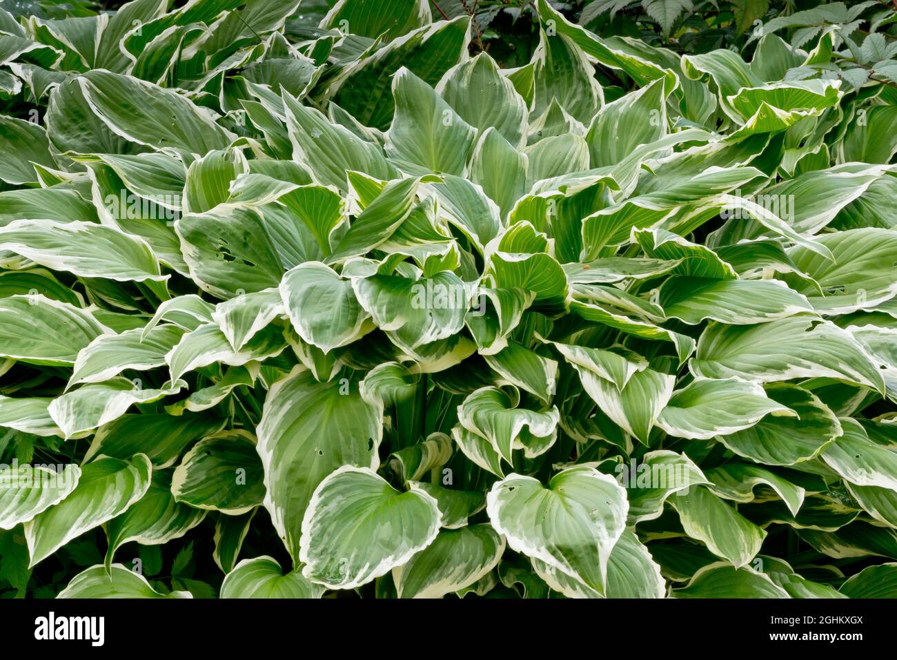 Hosta undulata var. albomarginata Stock Photo - Alamy