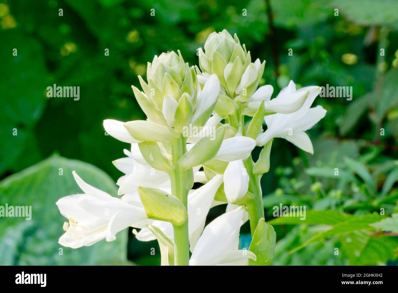 Hosta 'Sea Monster' Stock Photo - Alamy