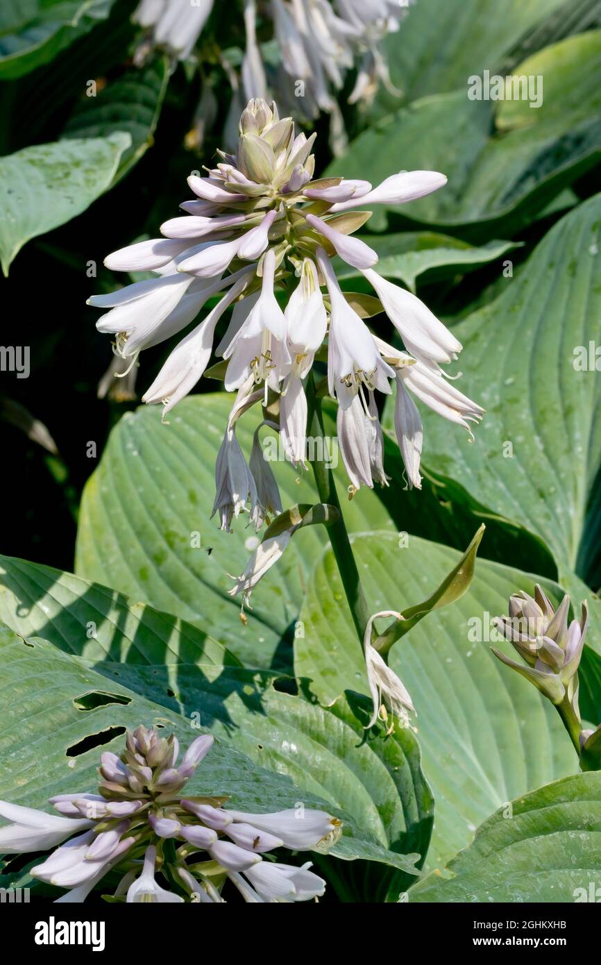 Hosta Frances Williams High Resolution Stock Photography and Images - Alamy