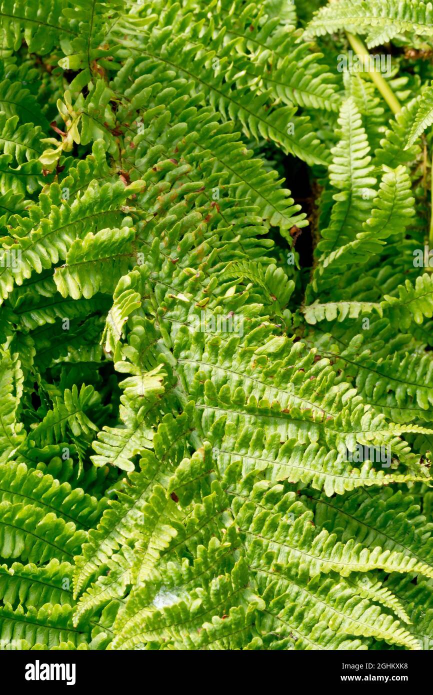 Fern dryopteris sp hi-res stock photography and images - Alamy