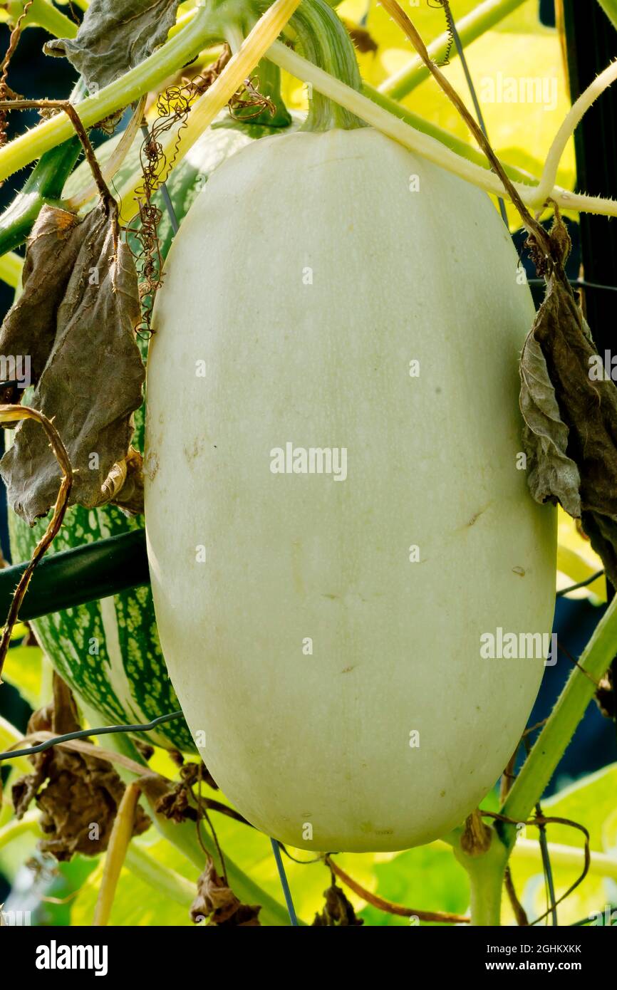 Cucurbita moschata 'Early Butternut Hybrid' Stock Photo - Alamy