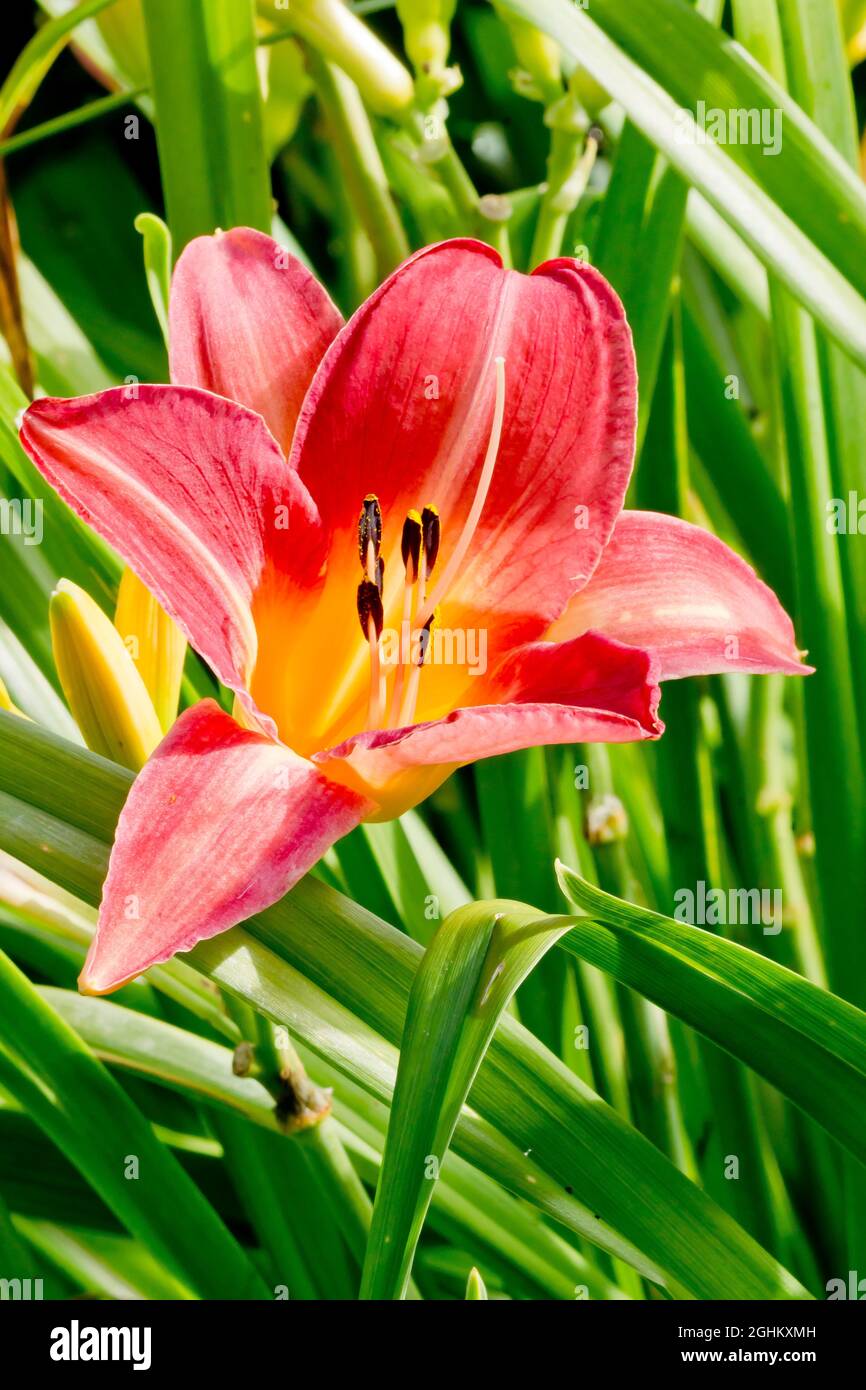 Hemerocalle 'Cherry Cheeks' in bloom in a garden Stock Photo - Alamy