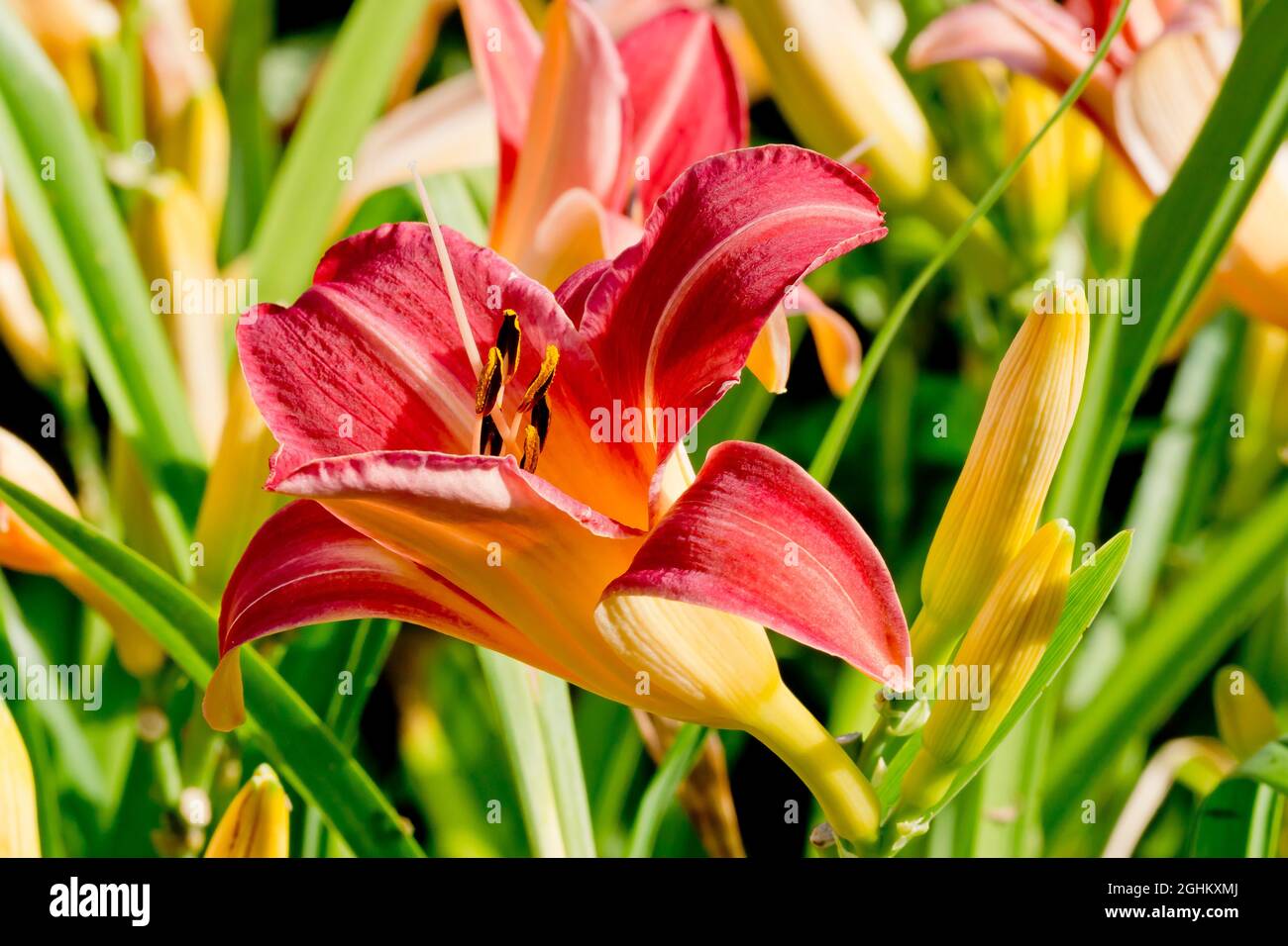 Hemerocalle 'Cherry Cheeks' in bloom in a garden Stock Photo - Alamy