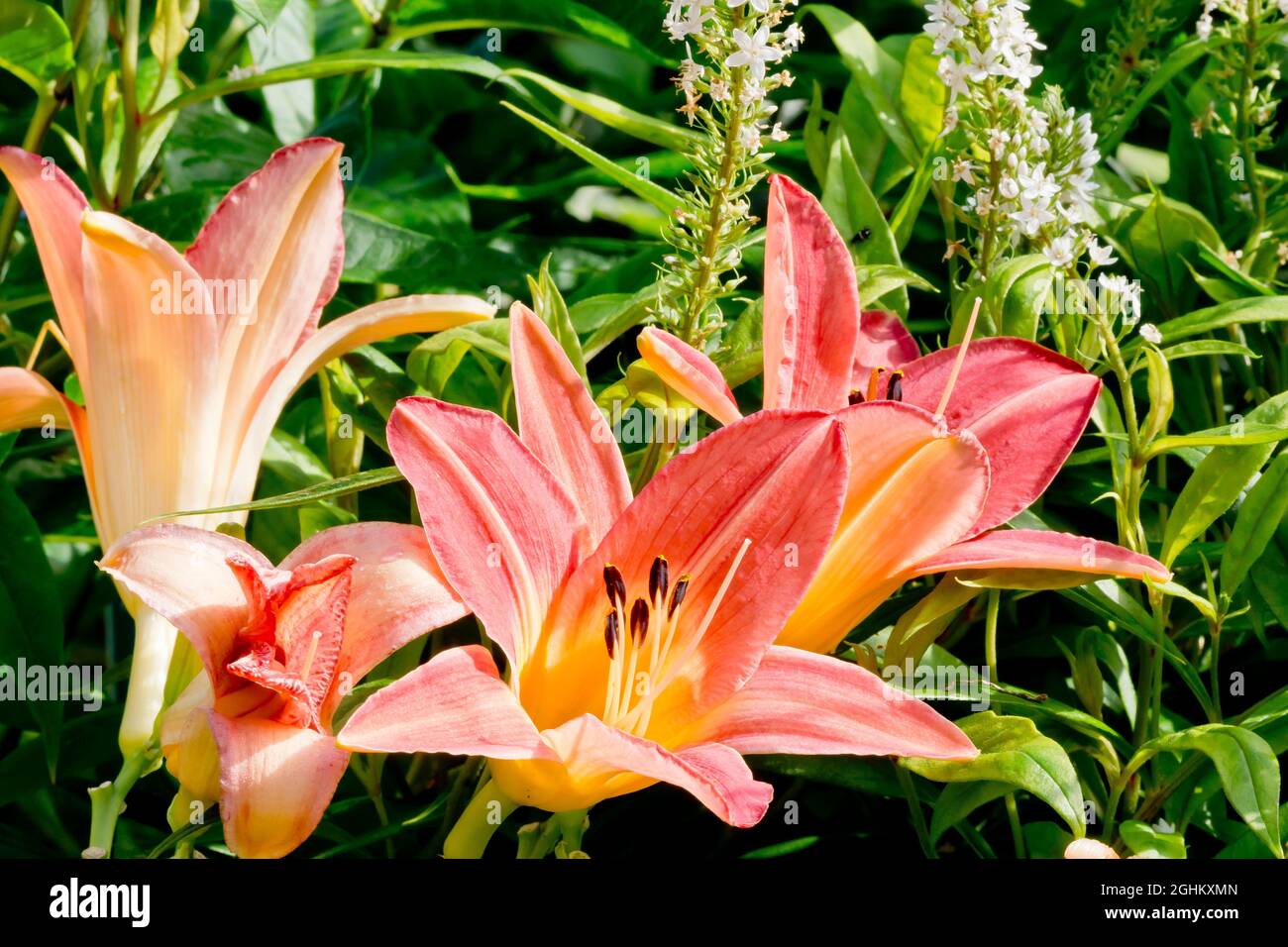 Hemerocalle 'Cherry Cheeks' in bloom in a garden Stock Photo - Alamy