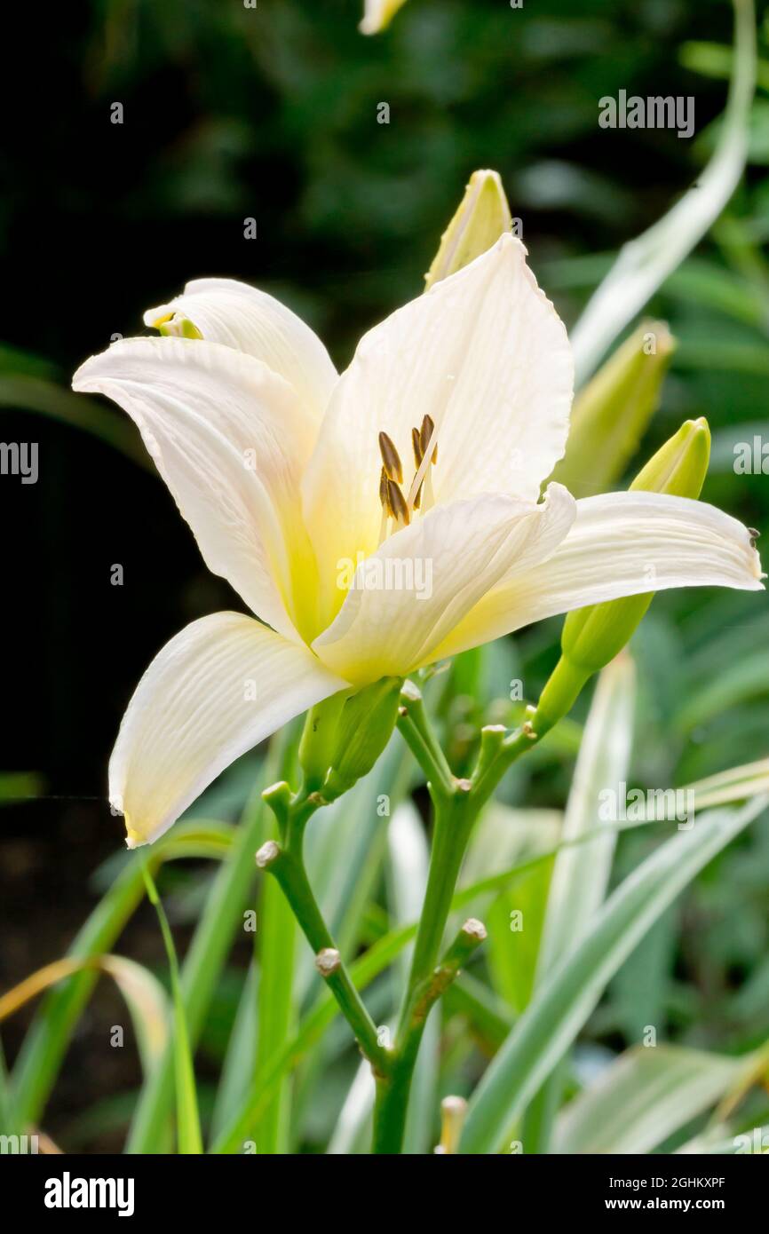 Astolat hi-res stock photography and images - Alamy