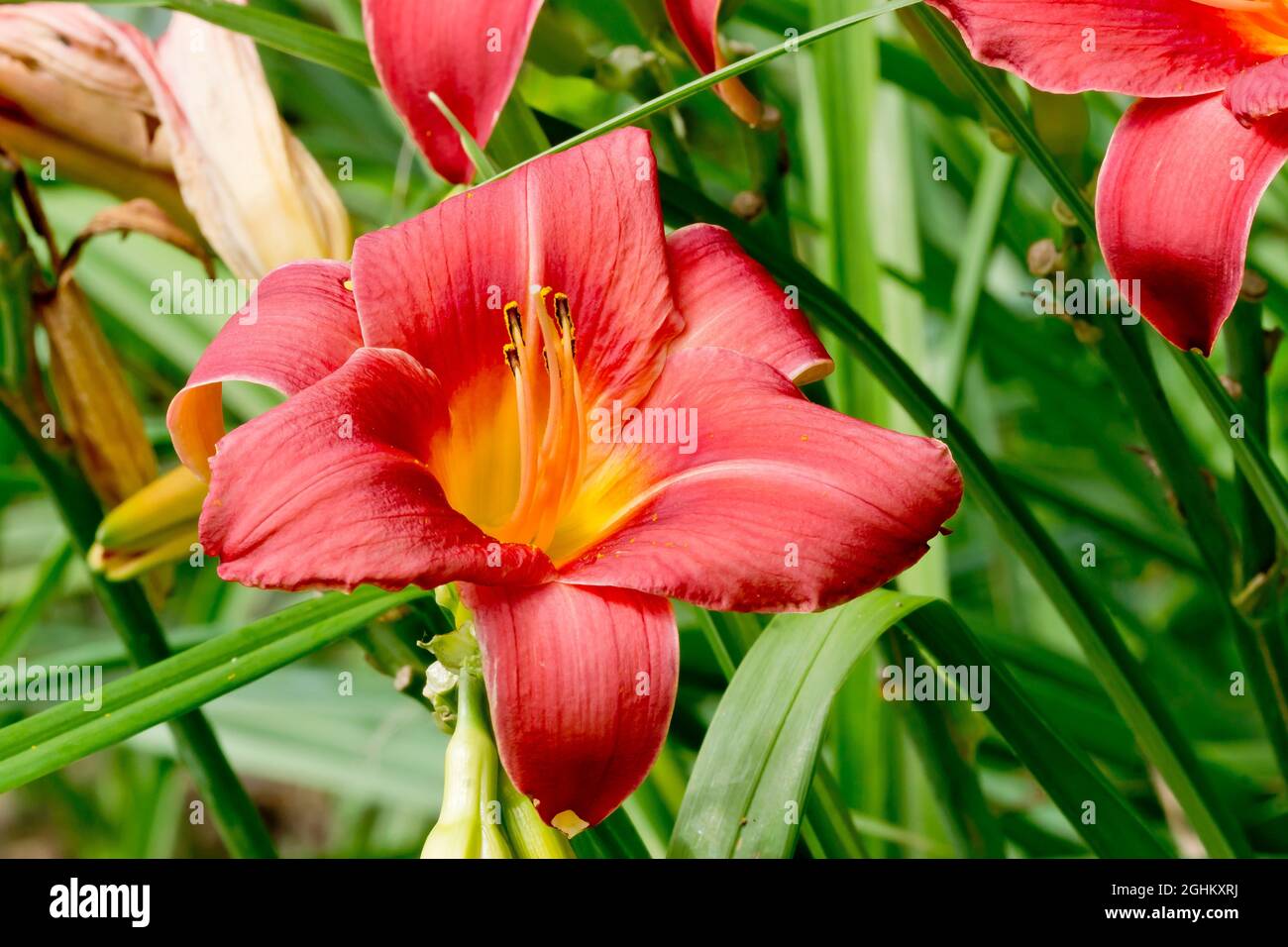 Hemerocalle 'Hey There' in bloom in a garden Stock Photo - Alamy