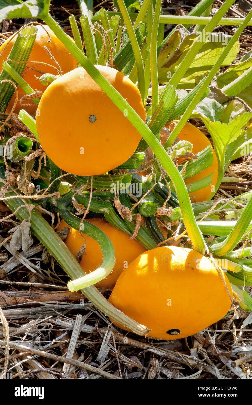Scallop squash cucurbita pepo hi-res stock photography and images - Alamy