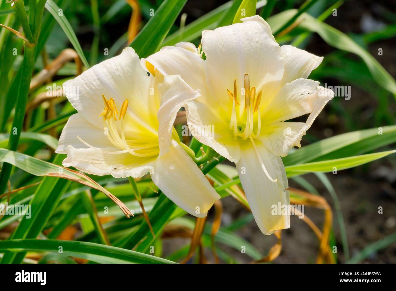 Hemerocalle 'Astolat' in bloom in a garden Stock Photo - Alamy