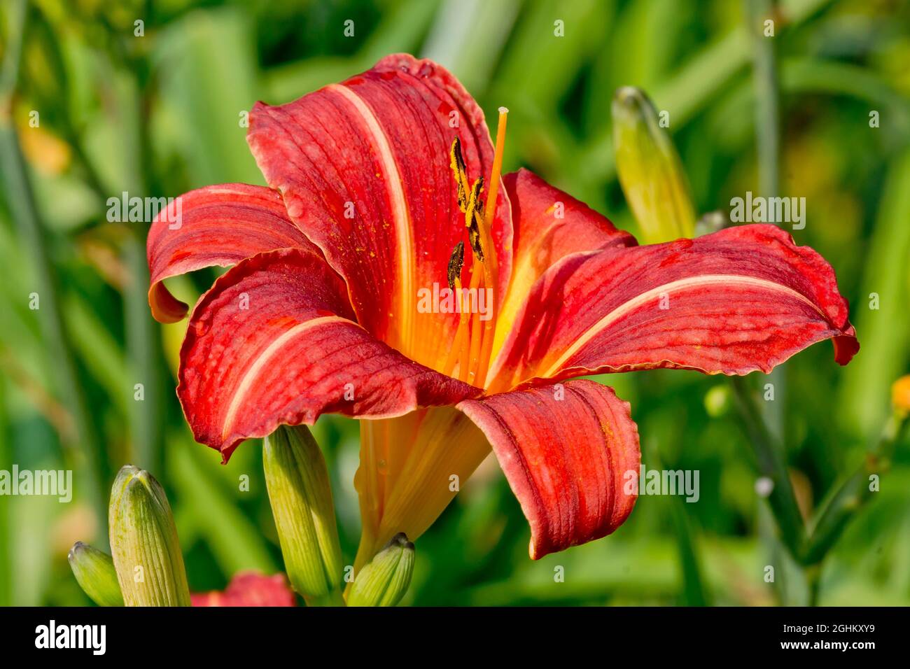 Hemerocalle 'Neyron Rose' in bloom in a garden Stock Photo - Alamy