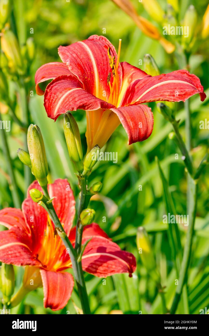 Hemerocalle 'Neyron Rose' in bloom in a garden Stock Photo - Alamy