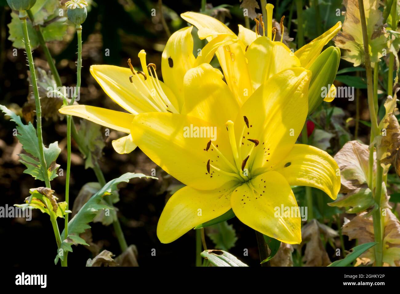 Lilium 'Golden Splendor' Stock Photo - Alamy
