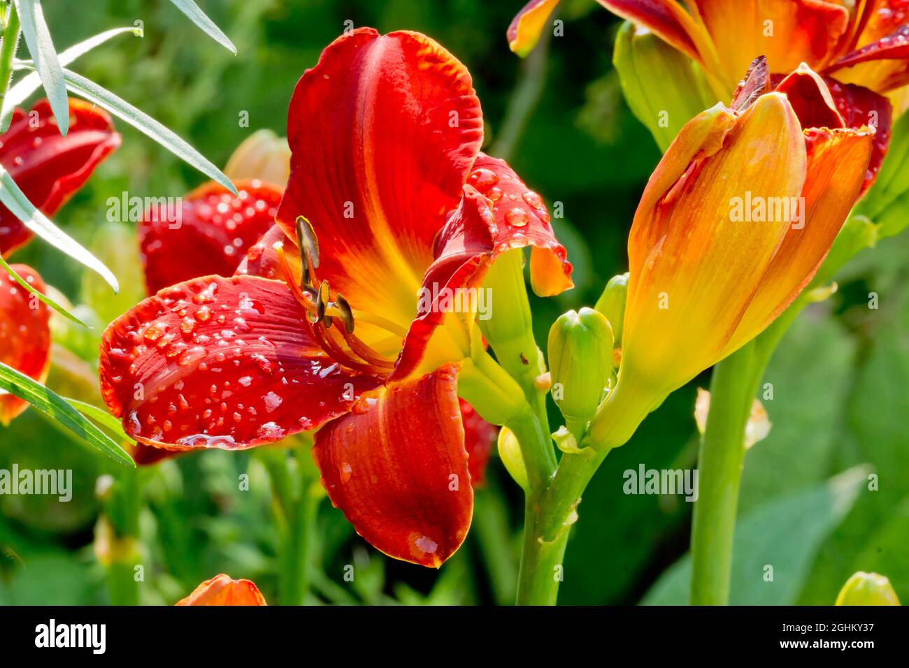 Hemerocalle 'Salambo' in bloom in a garden Stock Photo - Alamy
