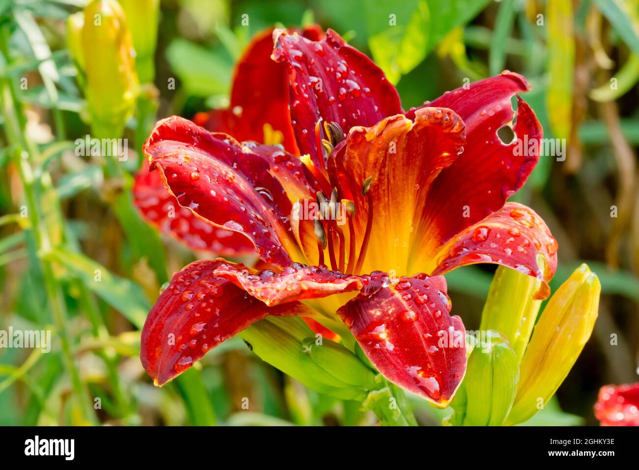 Hemerocalle 'Salambo' in bloom in a garden Stock Photo - Alamy