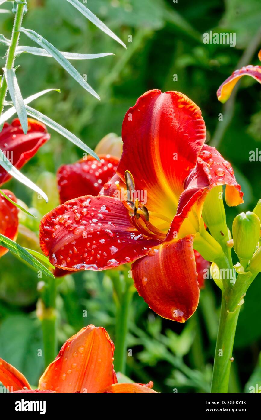 Hemerocalle 'Salambo' in bloom in a garden Stock Photo - Alamy
